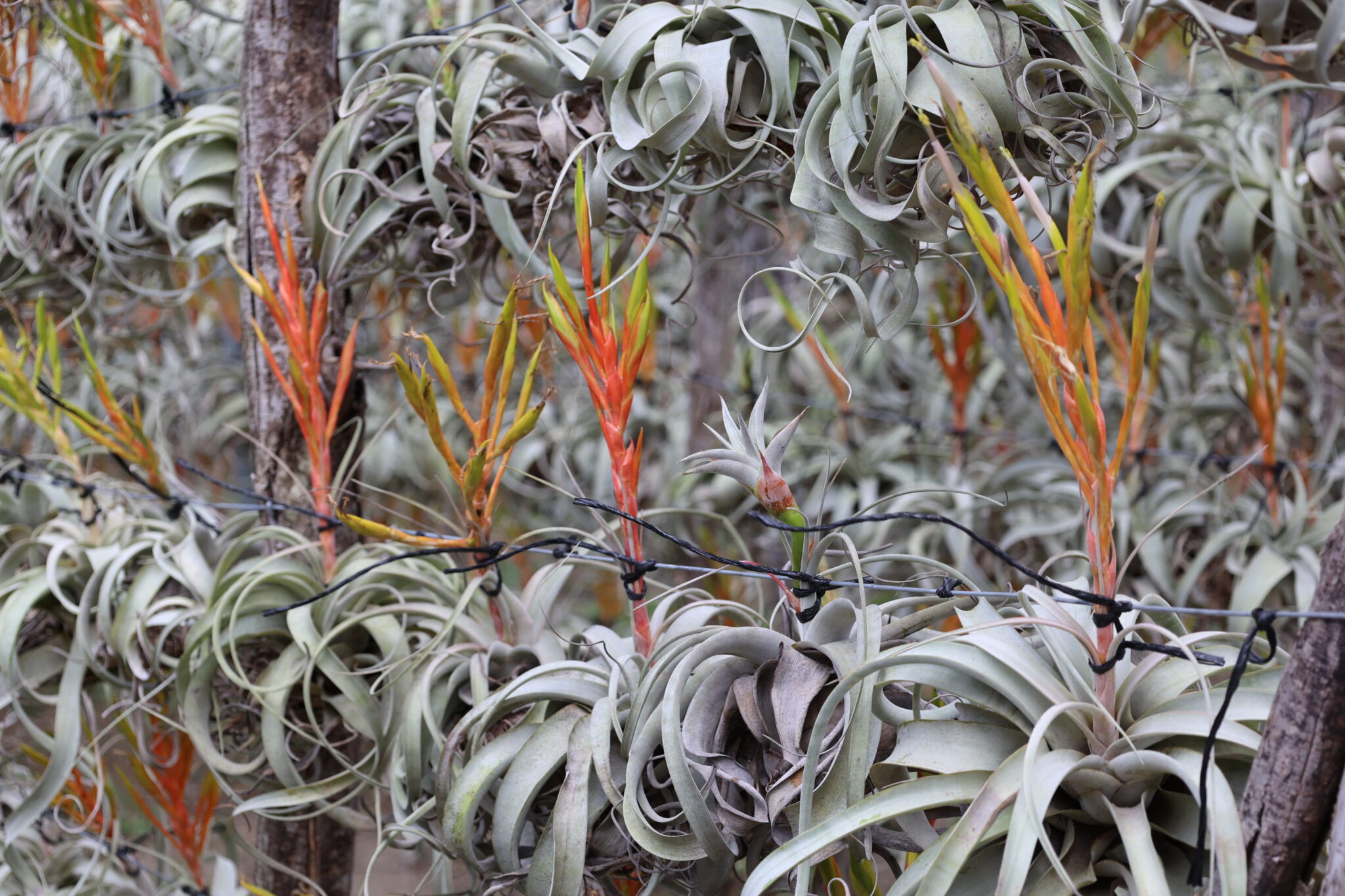 Air Plant Bloom: Everything You Need to Know - Air Plants World